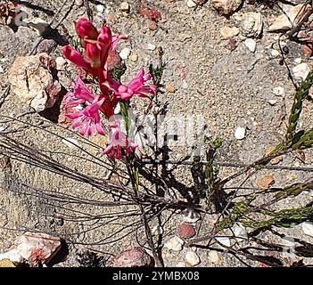 Small Pink Satyre (Satyrium erectum Stock Photo - Alamy