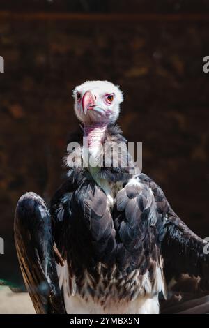 Turkey Vulture with spread wings overhead Stock Photo - Alamy