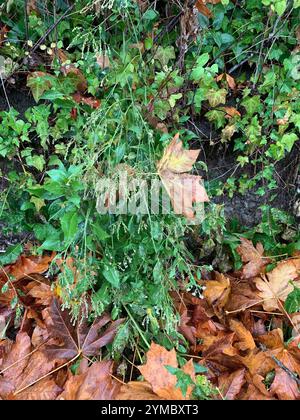 broadleaved pepperweed (Lepidium latifolium Stock Photo - Alamy