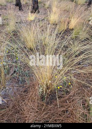 Wire grass (Aristida stricta Stock Photo - Alamy