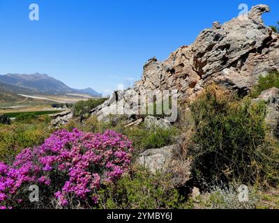 Armadillo girdled lizard, Ouroborus cataphractus, Isolated on white ...