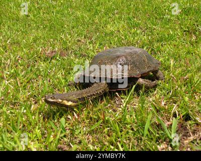 South-American Snake-headed Turtle (Hydromedusa tectifera Stock Photo ...