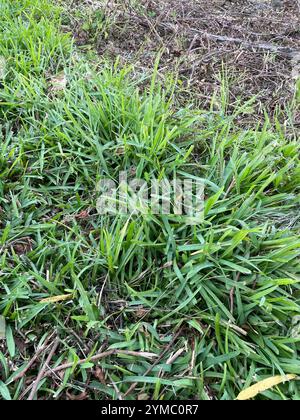 Saint Augustine grass (Stenotaphrum secundatum Stock Photo - Alamy