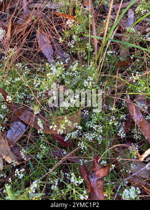 heath platysace (Platysace ericoides Stock Photo - Alamy