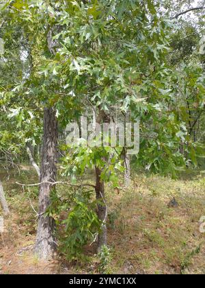 American turkey oak (Quercus laevis Stock Photo - Alamy