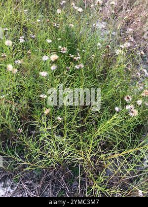 sandhill golden aster (Pityopsis pinifolia) Plantae Stock Photo - Alamy