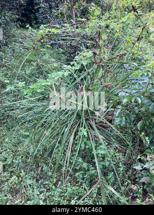 Swamp Flatsedge (Cyperus ligularis Stock Photo - Alamy