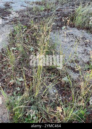 Red Lovegrass (Eragrostis secundiflora Stock Photo - Alamy