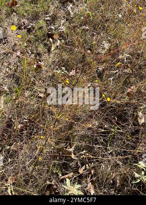 Slender Scratch Daisy (Croptilon divaricatum) Plantae Stock Photo - Alamy
