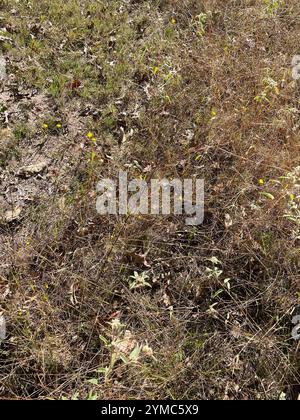 Slender Scratch Daisy (Croptilon divaricatum Stock Photo - Alamy