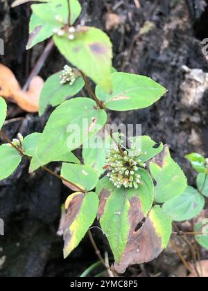 common dittany (Cunila origanoides Stock Photo - Alamy