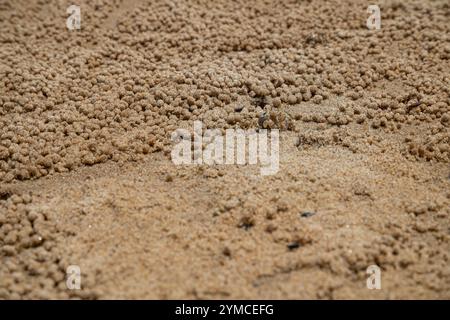 Small crabs roaming around their nests on the beach Stock Photo - Alamy