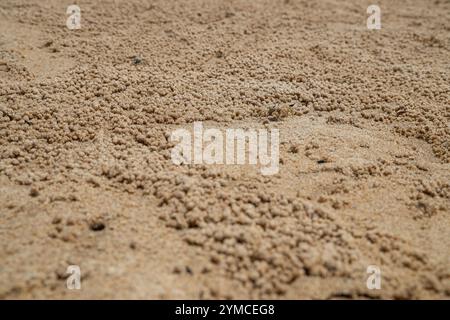 Small crabs roaming around their nests on the beach Stock Photo - Alamy