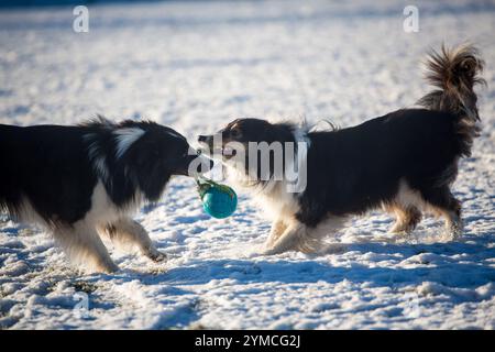 Two Shetland Sheepdogs playing with a ball Stock Photo - Alamy