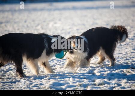 Two Shetland Sheepdogs playing with a ball Stock Photo - Alamy