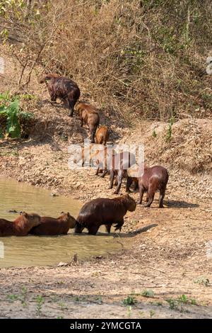 Brazil, Pantanal. Capybara walking in water. Credit as: Cathy & Gordon ...