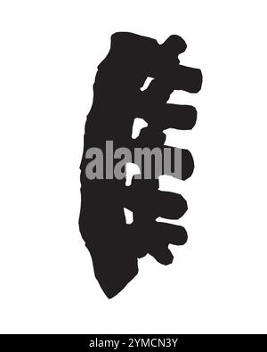 Silhouette Anatomy of normal human Disc. Illustration of Medical ...