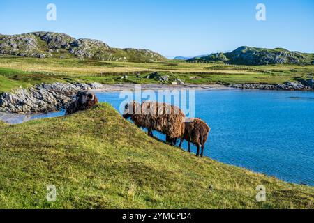Sheep on headland at Sorisdale beach on north coast of Isle of Coll ...