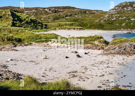 Sheep on the beach at Traigh Tuath on north coast of Isle of Coll ...
