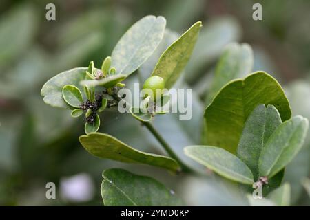 Chinese box-orange (Atalantia buxifolia Stock Photo - Alamy