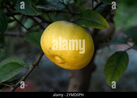 Limon real (Citrus excelsa) is a small tree native to Philippines ...