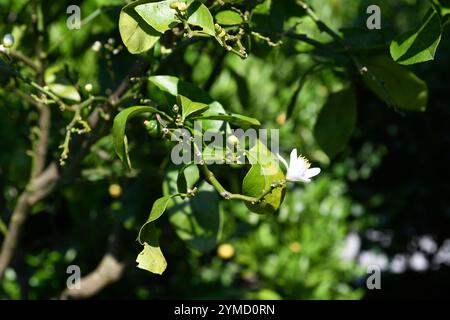 Palestinian sweet lime (Citrus limettioides) is a small tree native to ...