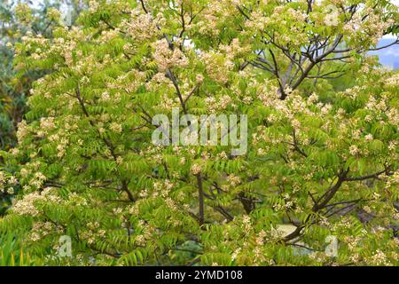 Horsewood (Clausena anisata) is a deciduous small tree native to sub ...