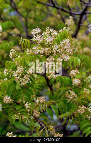 Horsewood (Clausena anisata) is a deciduous small tree native to sub ...
