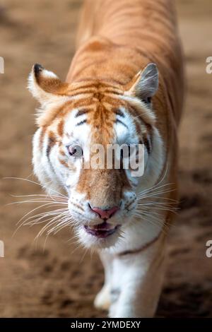 Eva a 3-years-old female golden tiger, seen walking at Chiang Mai Night ...