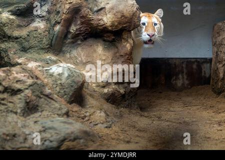 Chiang Mai, Thailand. 21st Nov, 2024. Eva a 3-years-old female golden ...