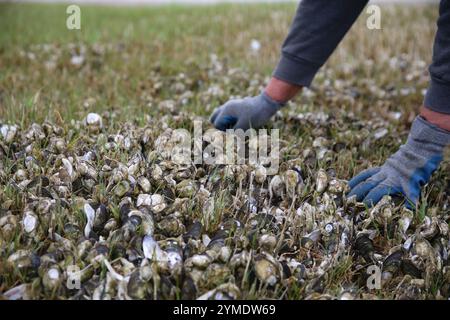 South Carolina Lowcountry Oyster Reef Seafood Shellfish Harvesting ...