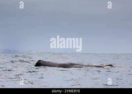 The spout and dorsal fin of a sperm whale becomes visible just before ...