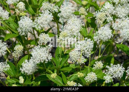 New Jersey tea (Ceanothus americanus Stock Photo - Alamy
