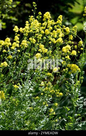 Thalictrum flavum L Thalictrum flavum L Stock Photo - Alamy