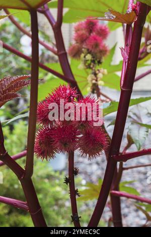 Ricinus communis 'Red Spire' Stock Photo - Alamy