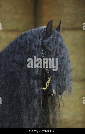 headshot or portrait of friesian horse in driving harness pulling a ...