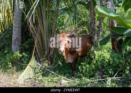 A brown Philippine cow is taking shade among trees in the Batangas ...