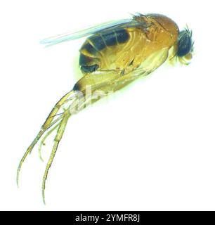 Scaled Hump-backed Fly (Megaselia scalaris) Insecta Stock Photo - Alamy