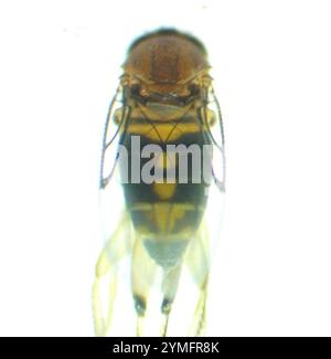 Scaled Hump-backed Fly (Megaselia scalaris Stock Photo - Alamy