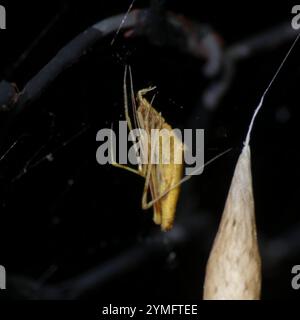 Stretched Thief Spiders (Rhomphaea Stock Photo - Alamy