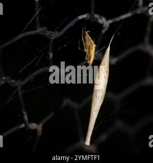 Stretched Thief Spiders (Rhomphaea Stock Photo - Alamy
