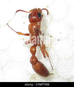 Natal Slender Ant (Tetraponera natalensis Stock Photo - Alamy