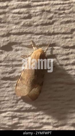 Edwards' Glassy-wing Moth (Pseudohemihyalea edwardsii Stock Photo - Alamy