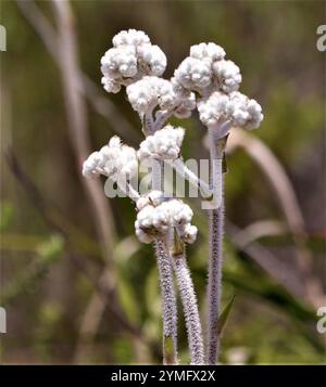 Lambstail (Lanaria lanata Stock Photo - Alamy