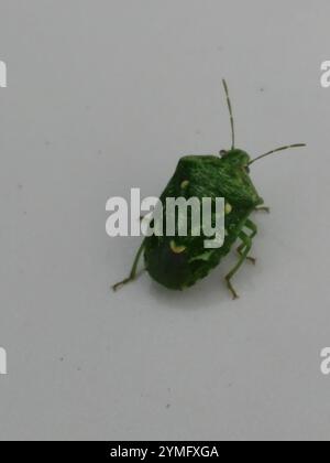 Juniper stink bug, Banasa euchlora, on a on a white background, ventral ...