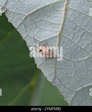 Red-shouldered Leaf Beetle (Monolepta australis Stock Photo - Alamy