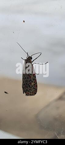 Rattlepod Moths (Utetheisa Stock Photo - Alamy