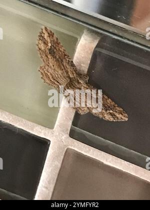 Australian Pug Moth (Chloroclystis filata), Insecta, Te Anau Downs, New ...