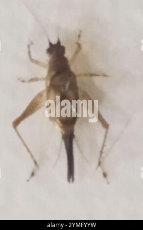 Trigs, Sword-tailed Crickets, and Ground Crickets (Trigonidiidae ...