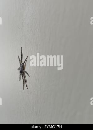 Crescent-eyed Spiders (Selenops Stock Photo - Alamy